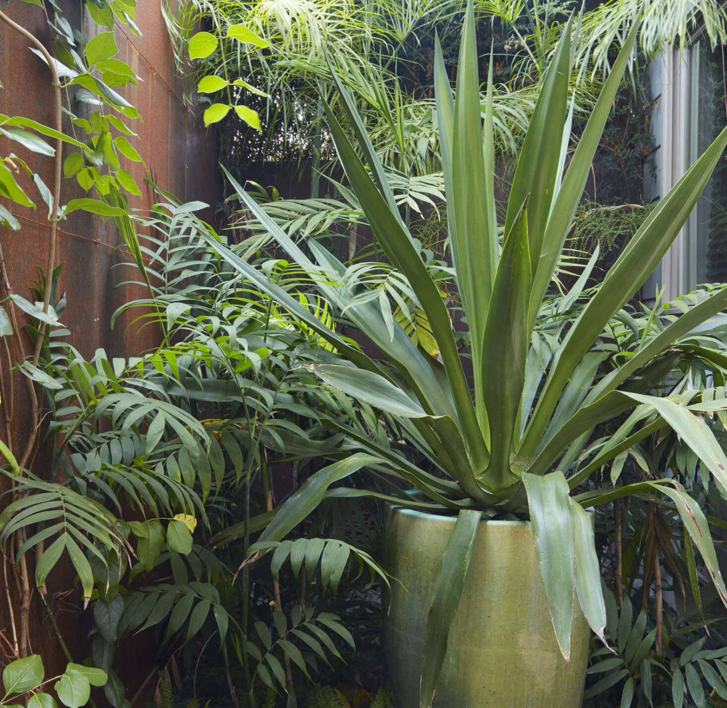 Gardening 101: False Agave - Gardenista