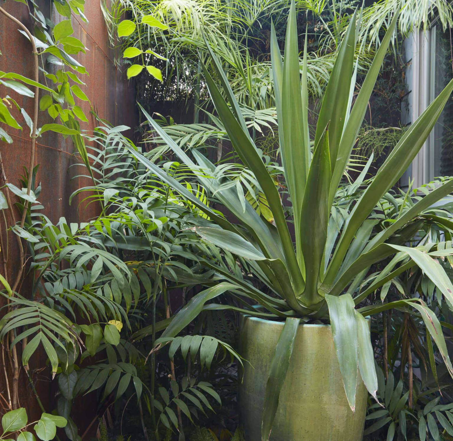 Gardening 101: False Agave - Gardenista