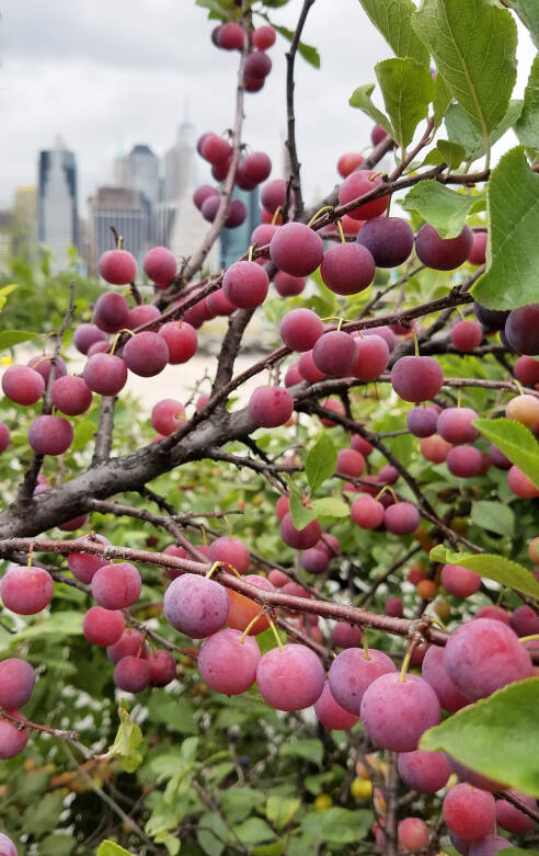 Beach Plum: A Resilient Native Shrub for Flowers, Fruit, and Gin ...
