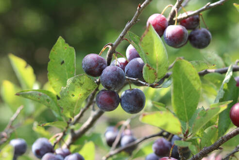 Beach Plum: A Resilient Native Shrub for Flowers, Fruit, and Gin ...
