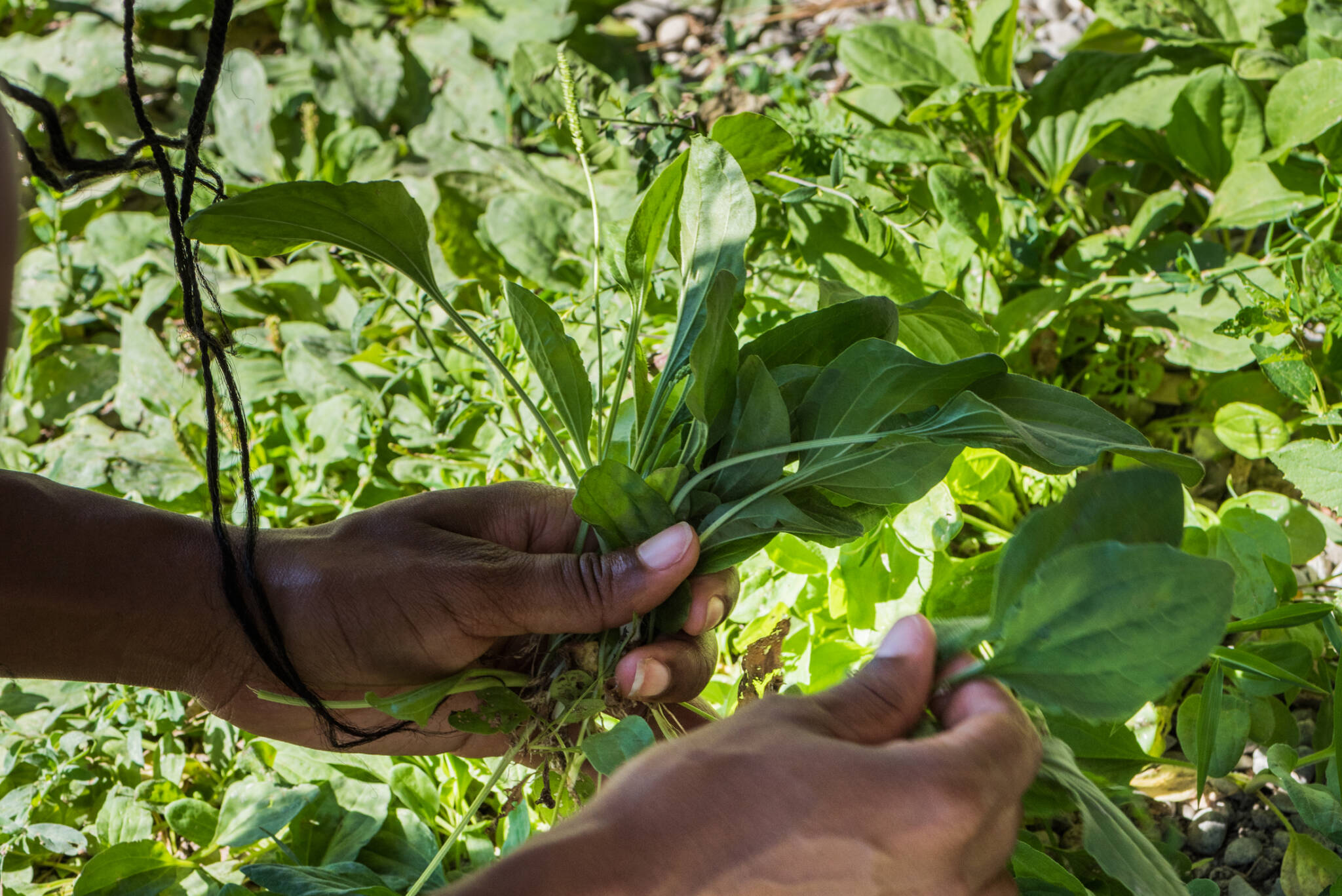 Tonics and Tinctures: Jess Turner of Olamina Botanicals 'Harnesses the ...