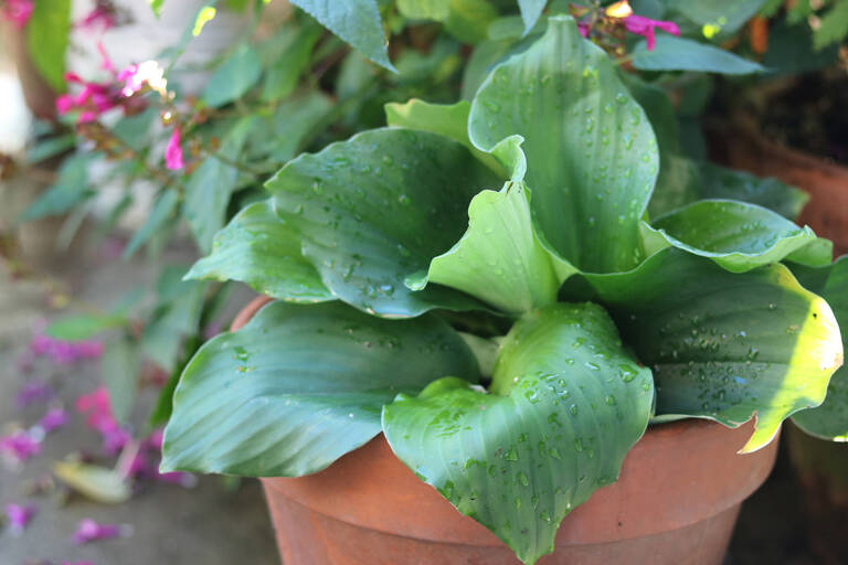 Sand Ginger: An Unusual Herb to Grow and Eat at Home - Gardenista