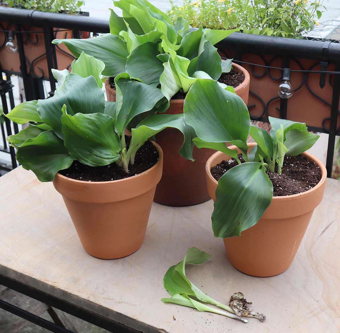 Sand Ginger: An Unusual Herb to Grow and Eat at Home - Gardenista