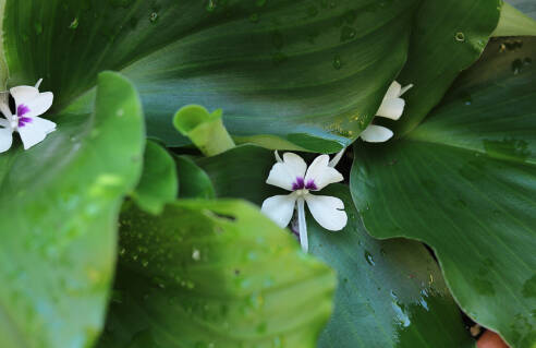 Sand Ginger: An Unusual Herb to Grow and Eat at Home - Gardenista