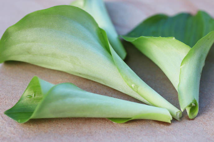 Sand Ginger: An Unusual Herb to Grow and Eat at Home - Gardenista
