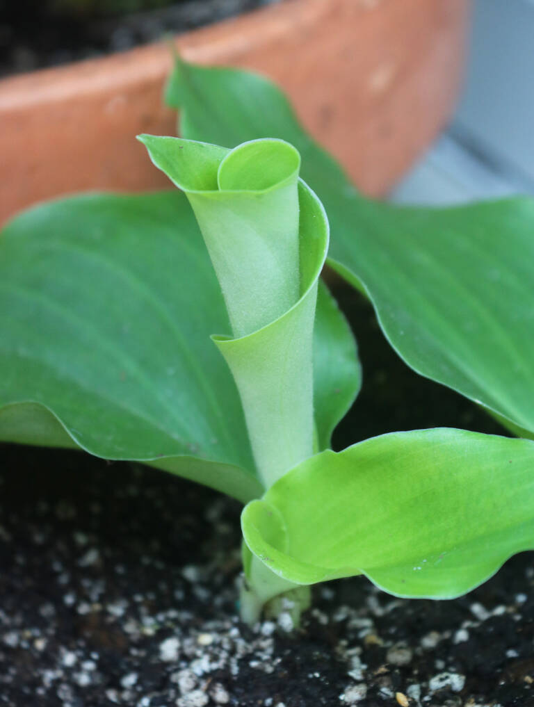 Sand Ginger: An Unusual Herb to Grow and Eat at Home - Gardenista