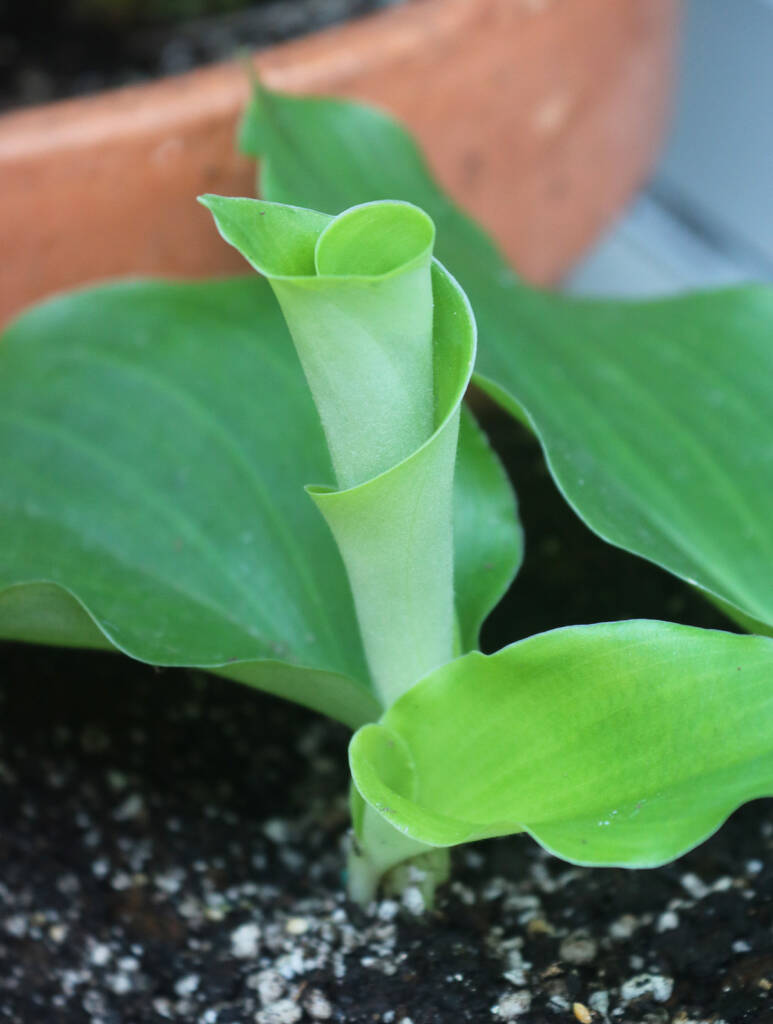 Sand Ginger: An Unusual Herb to Grow and Eat at Home - Gardenista