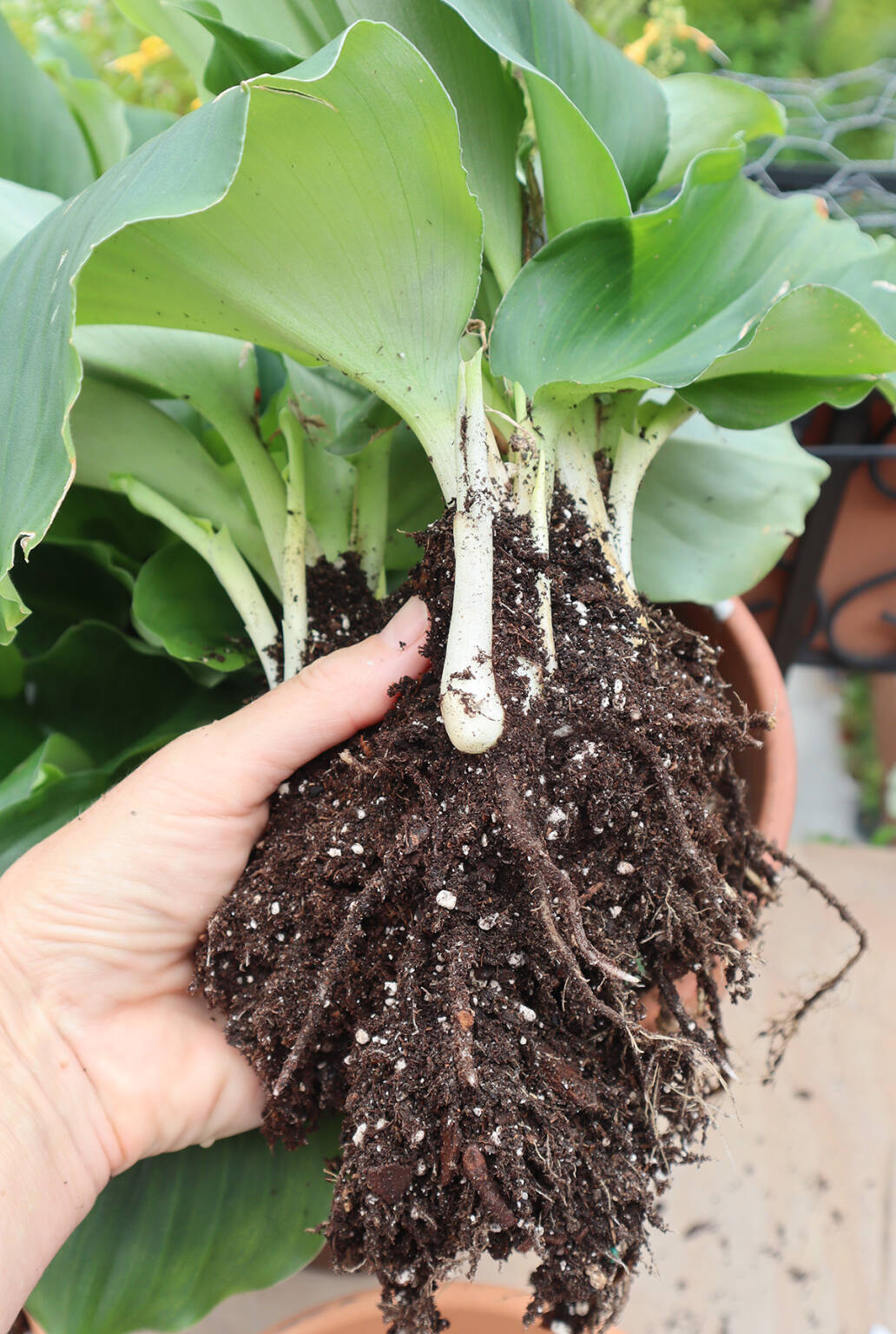 Sand Ginger: An Unusual Herb to Grow and Eat at Home - Gardenista