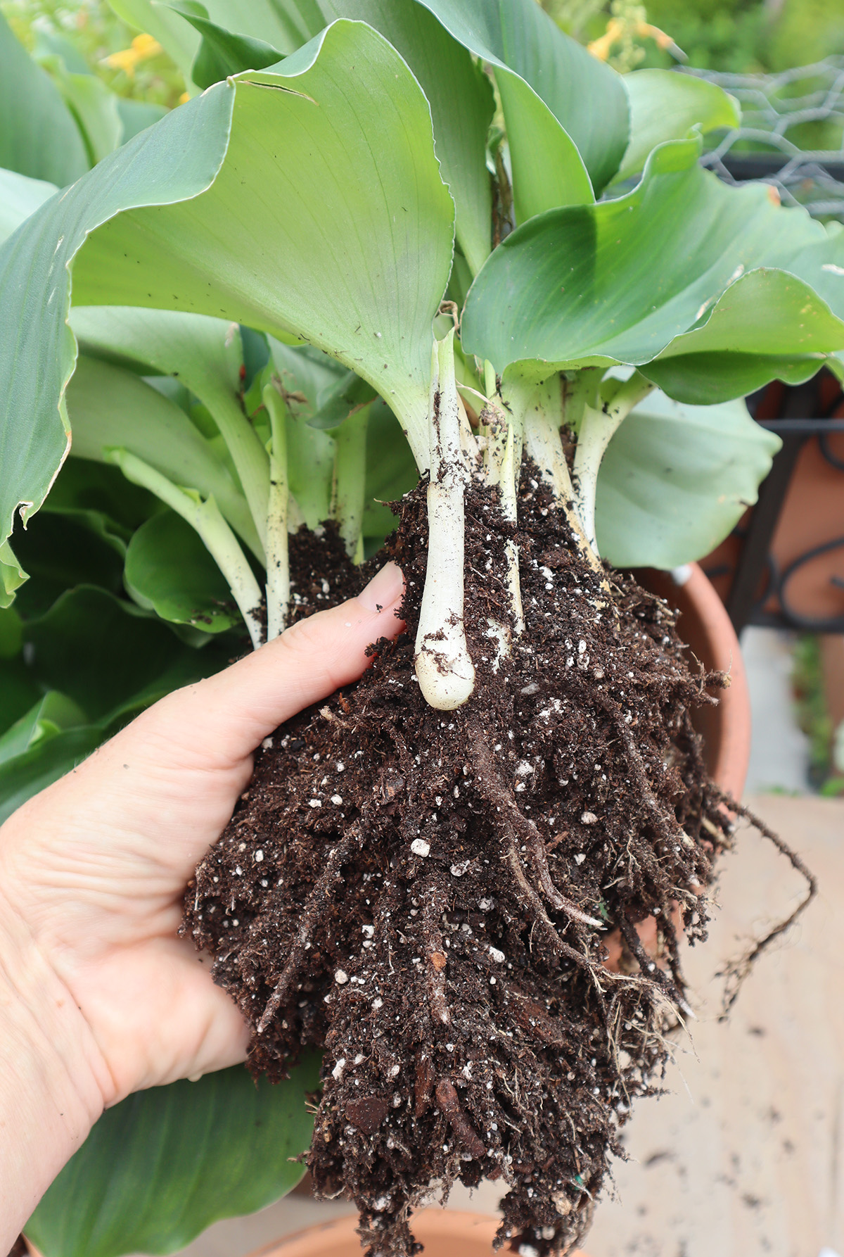 Sand Ginger: An Unusual Herb to Grow and Eat at Home - Gardenista