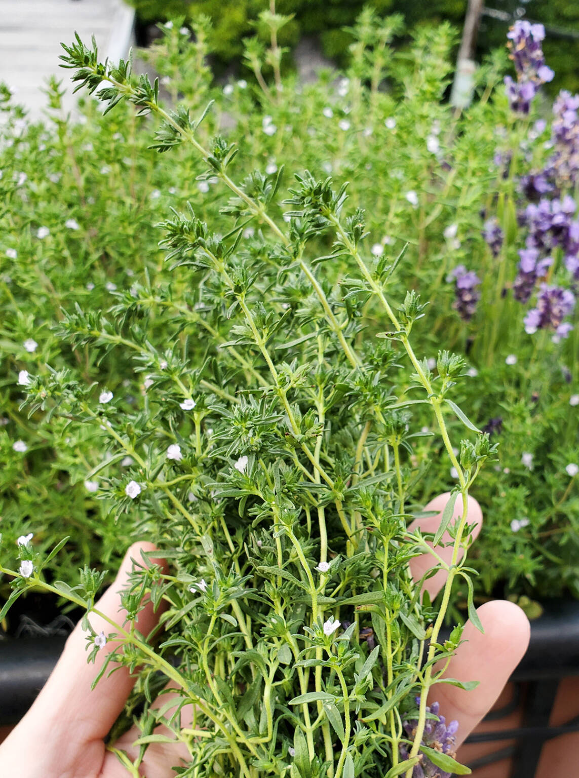 Summer Savory: The Herb Popular Everywhere but Here - Gardenista