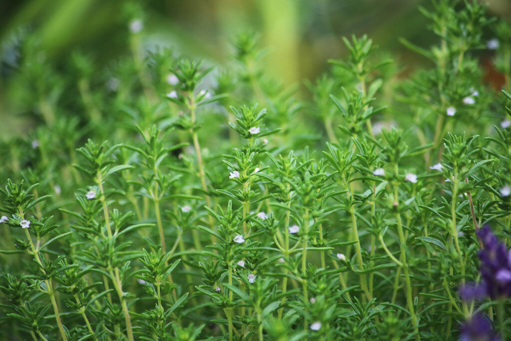 Summer Savory: The Herb Popular Everywhere but Here - Gardenista