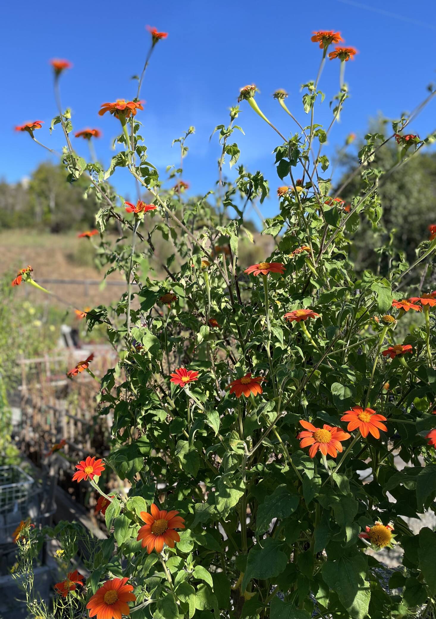 Gardening 101: Mexican Sunflower - Gardenista