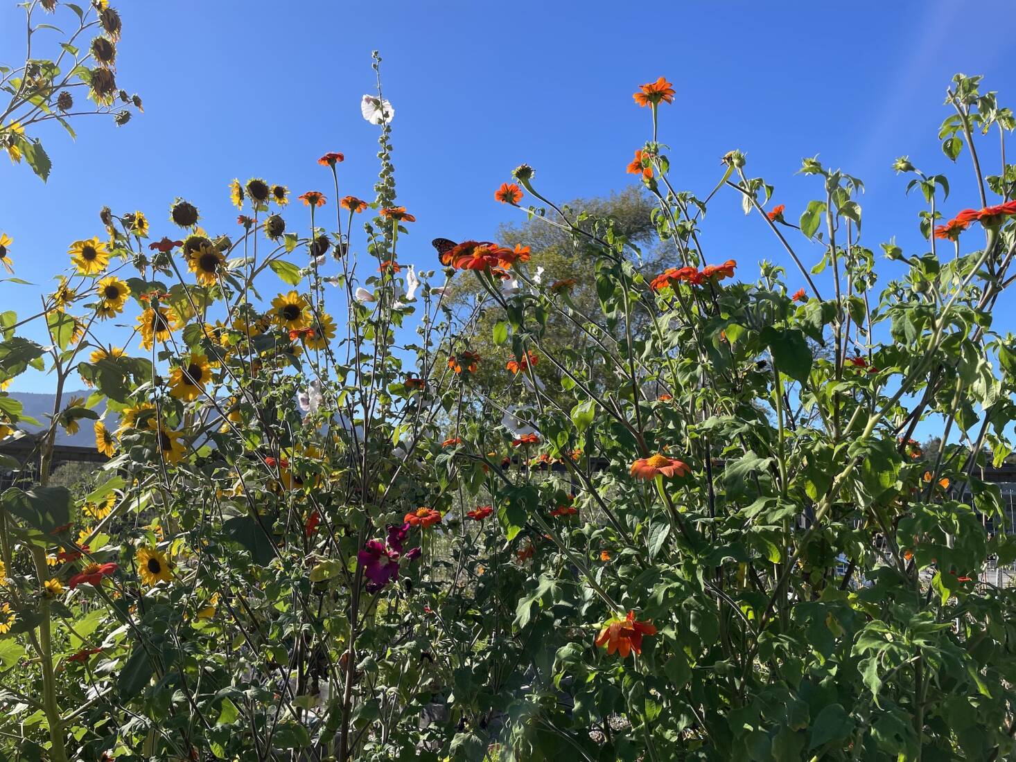 Gardening 101: Mexican Sunflower - Gardenista