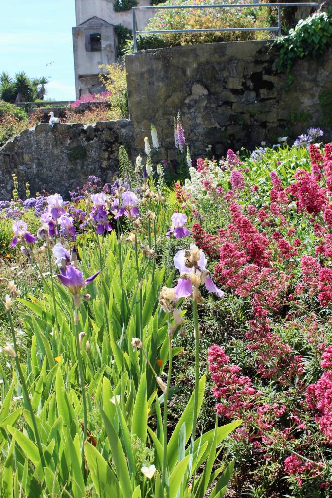 Garden Visit: The Gardens of Alcatraz - Gardenista