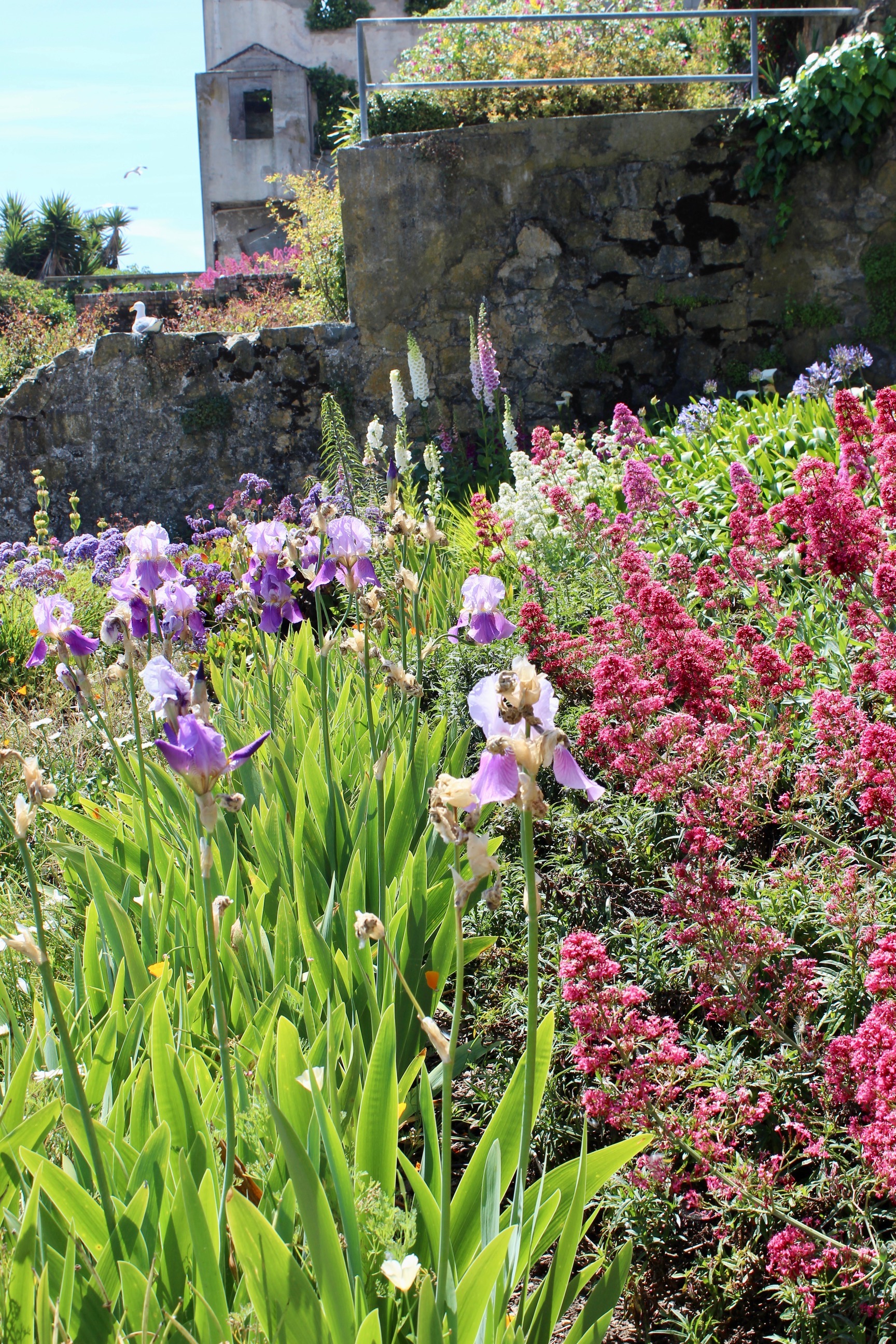 Garden Visit: The Gardens of Alcatraz - Gardenista