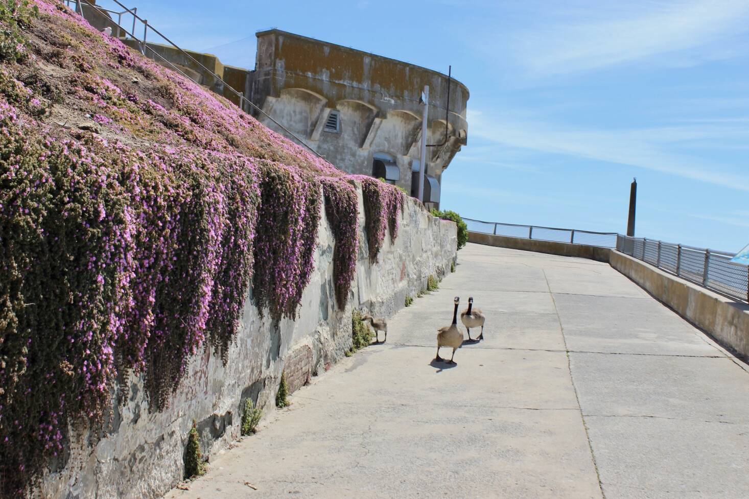Garden Visit: The Gardens of Alcatraz - Gardenista