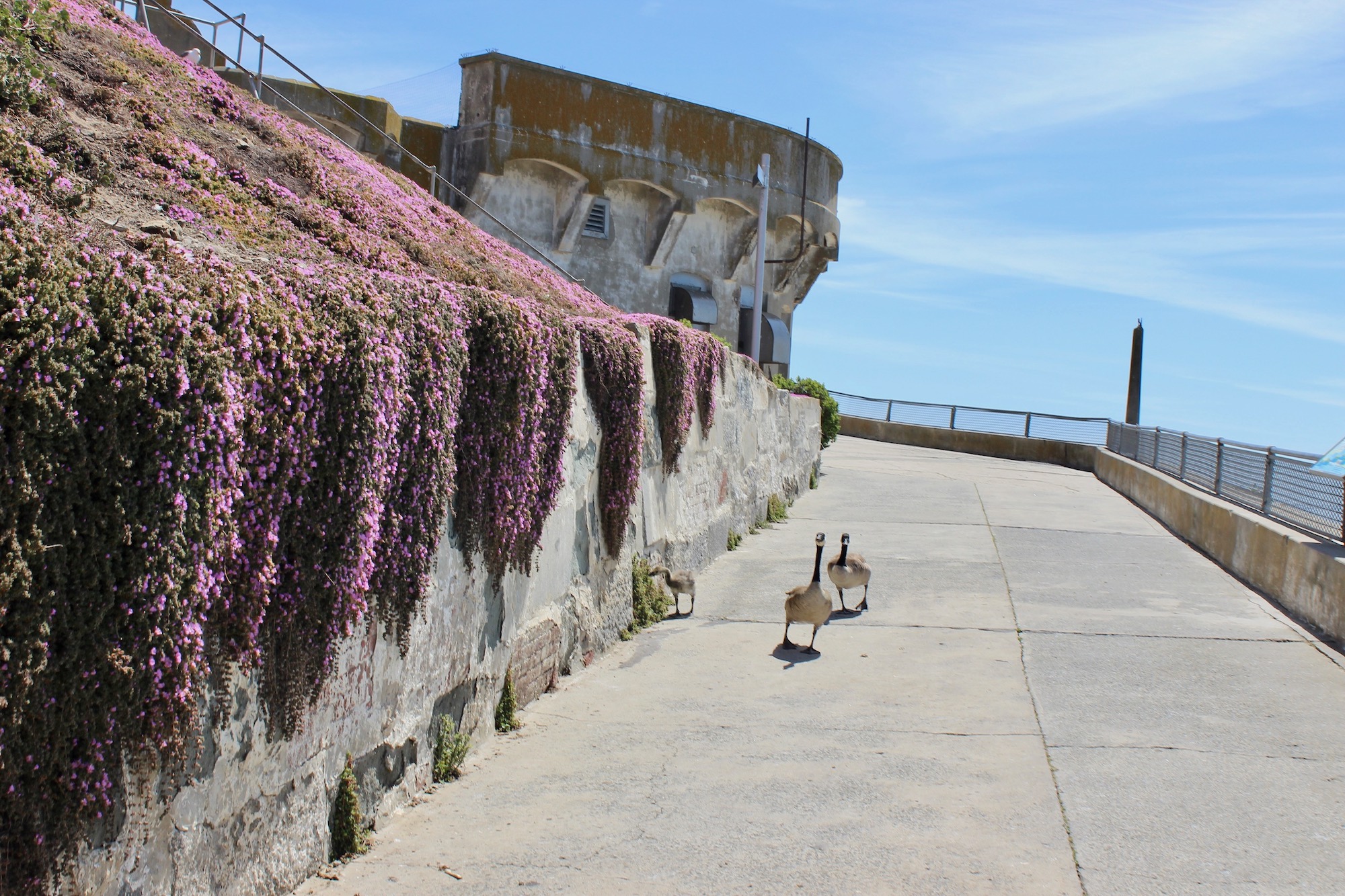Garden Visit: The Gardens of Alcatraz - Gardenista