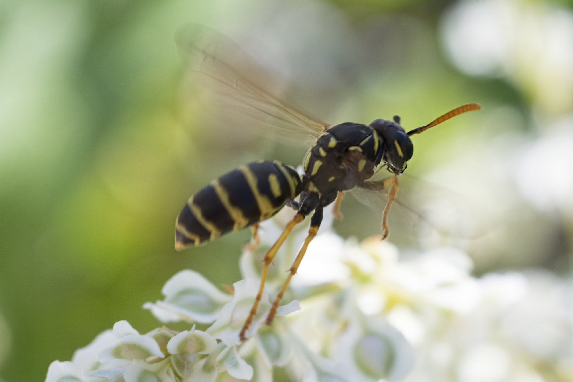 Ask the Expert: Why You Should Welcome Wasps Into Your Garden - Gardenista