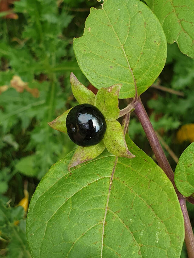 Black nightshade is not poisonous to humans: it has edible leaves and ...