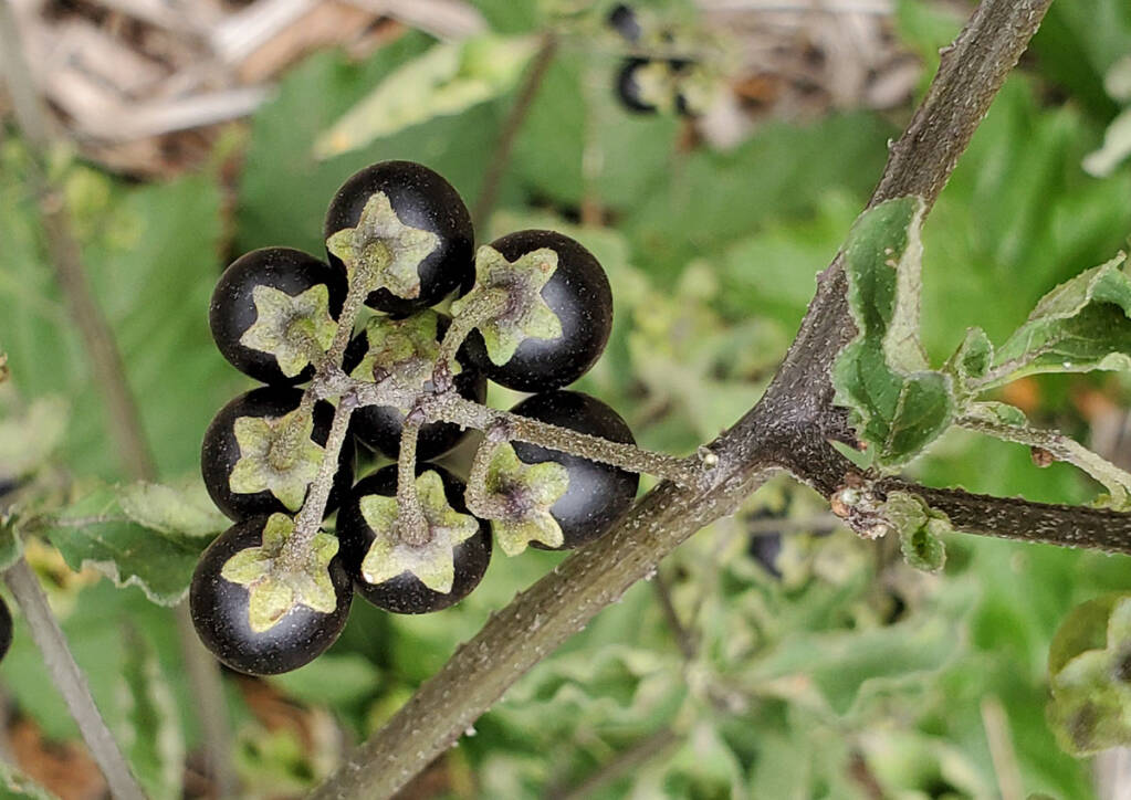 Black nightshade is not poisonous to humans: it has edible leaves and ...