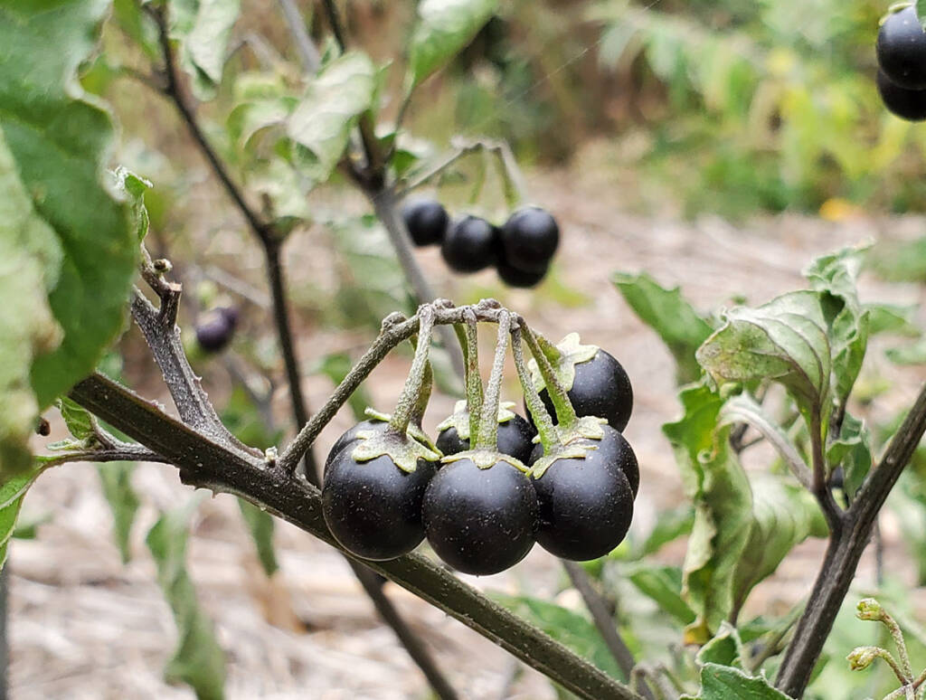 Black nightshade is not poisonous to humans: it has edible leaves and ...