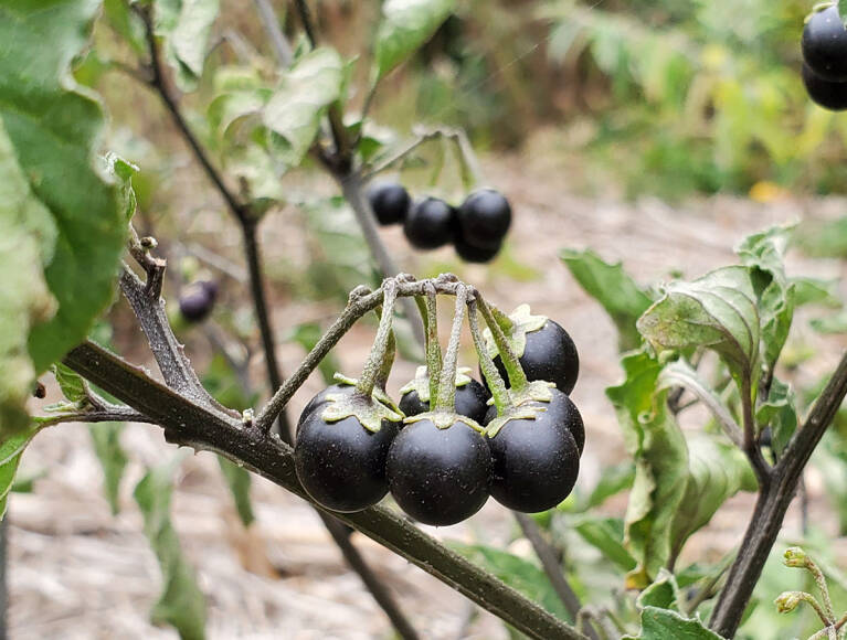 Black nightshade is not poisonous to humans: it has edible leaves and ...