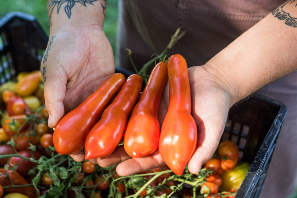 Grow What You Love: A Life of Tomatoes - Gardenista