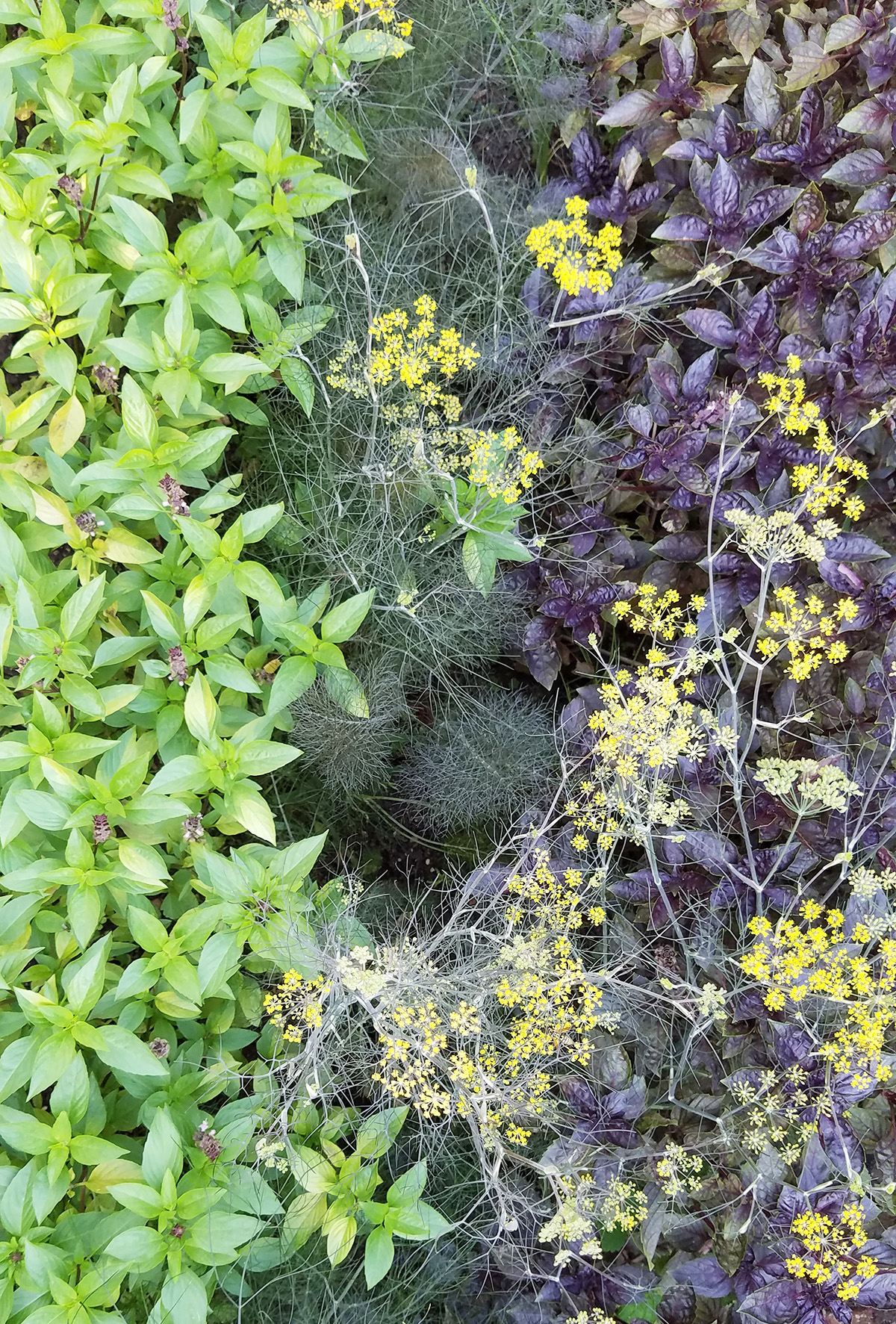 Common Fennel: It's All About the Seeds - Gardenista