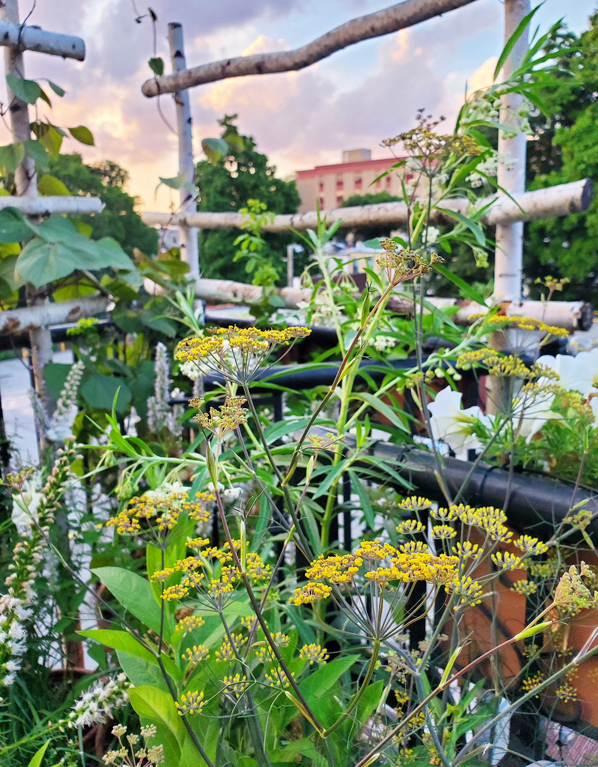 Common Fennel: It's All About the Seeds - Gardenista
