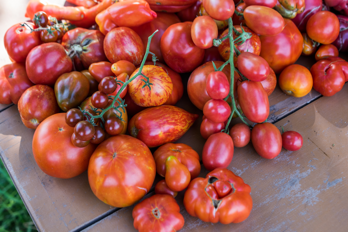 Grow What You Love: A Life of Tomatoes - Gardenista