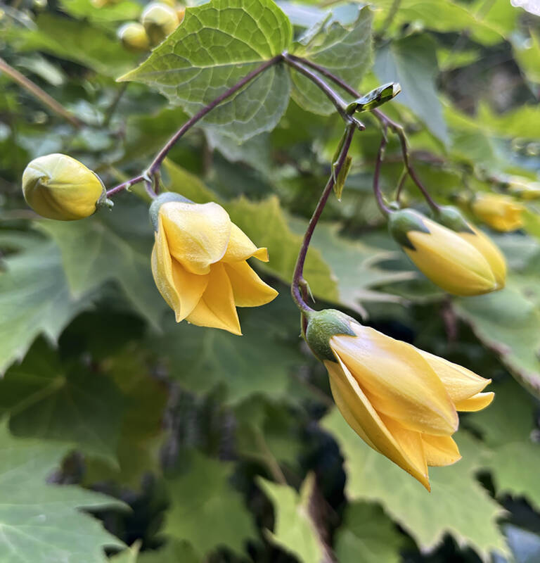 Gardening 101: Yellow Wax-Bells - Gardenista