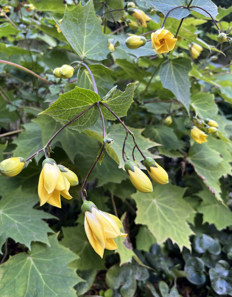 Gardening 101: Yellow Wax-Bells - Gardenista