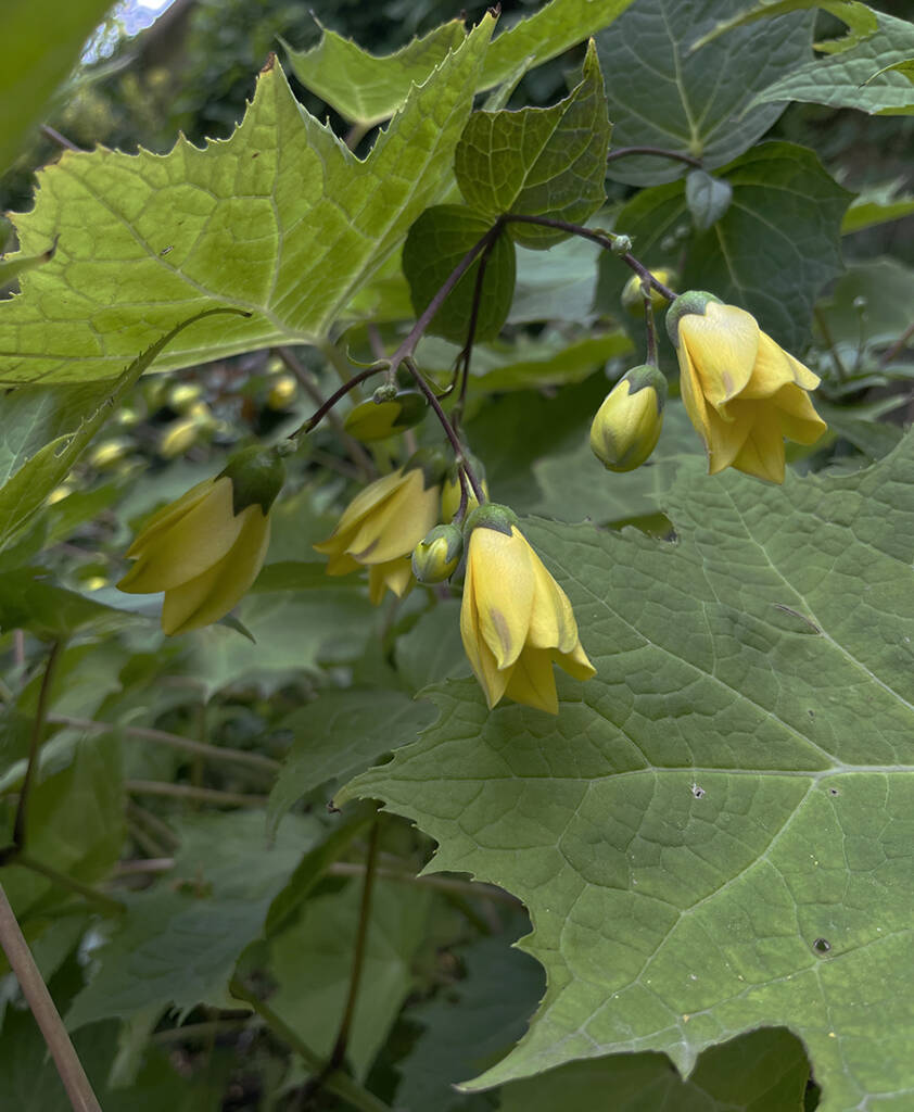 Gardening 101: Yellow Wax-Bells - Gardenista