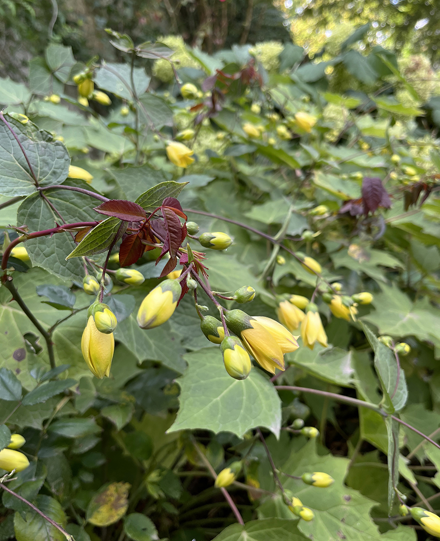 Gardening 101: Yellow Wax-Bells - Gardenista