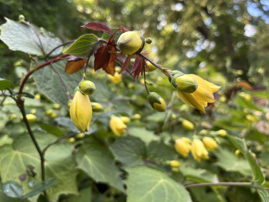Gardening 101: Yellow Wax-Bells - Gardenista