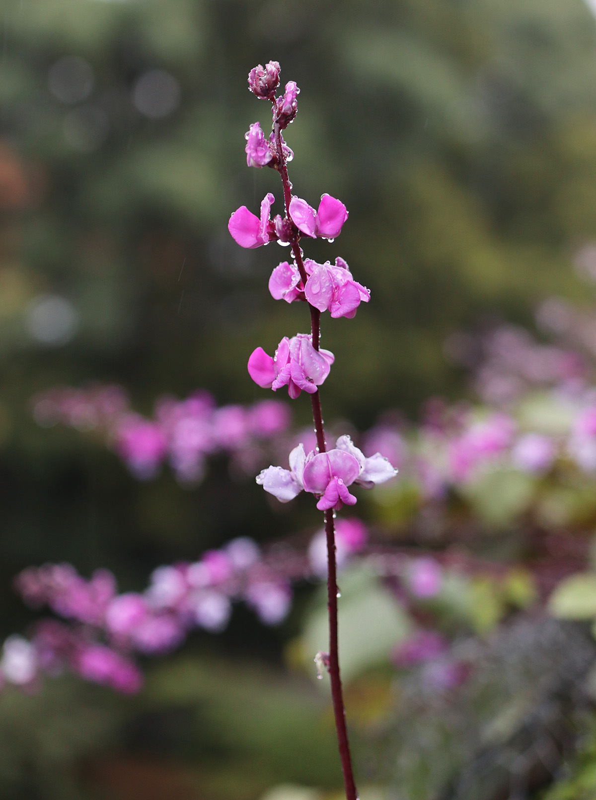 Greatest Hits 2022: Lablab—An Ancient Crop and Stunning Vine - Gardenista