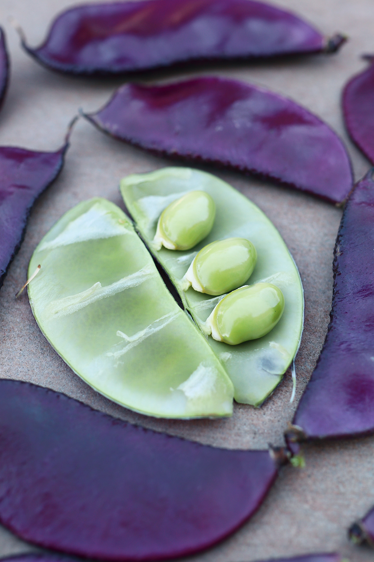 Greatest Hits 2022: Lablab—An Ancient Crop and Stunning Vine - Gardenista