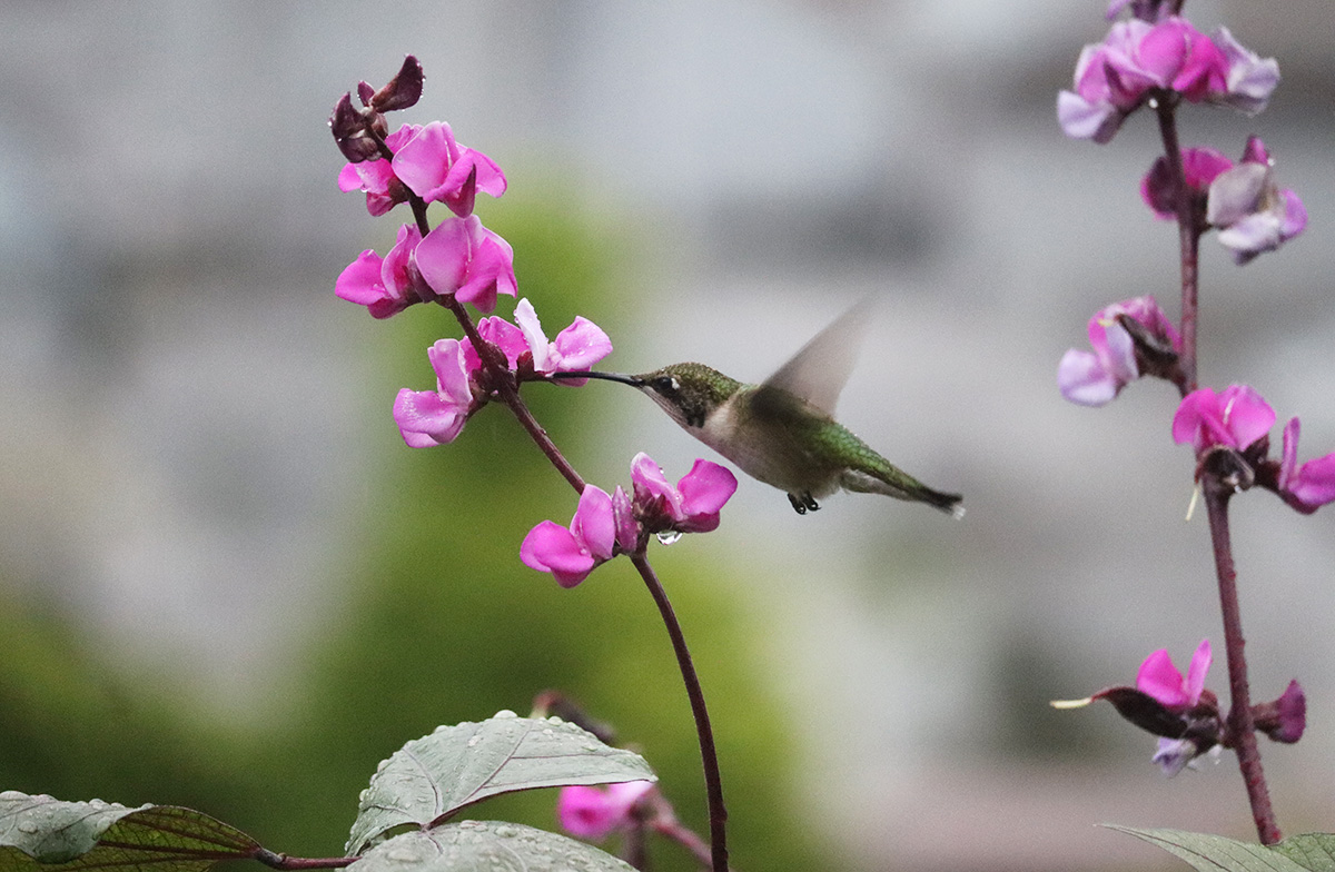 Greatest Hits 2022: Lablab—An Ancient Crop and Stunning Vine - Gardenista
