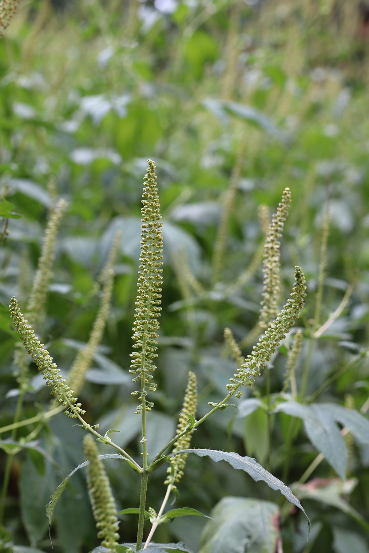 Ragweed causes fall allergies but it is is also an appealing edible