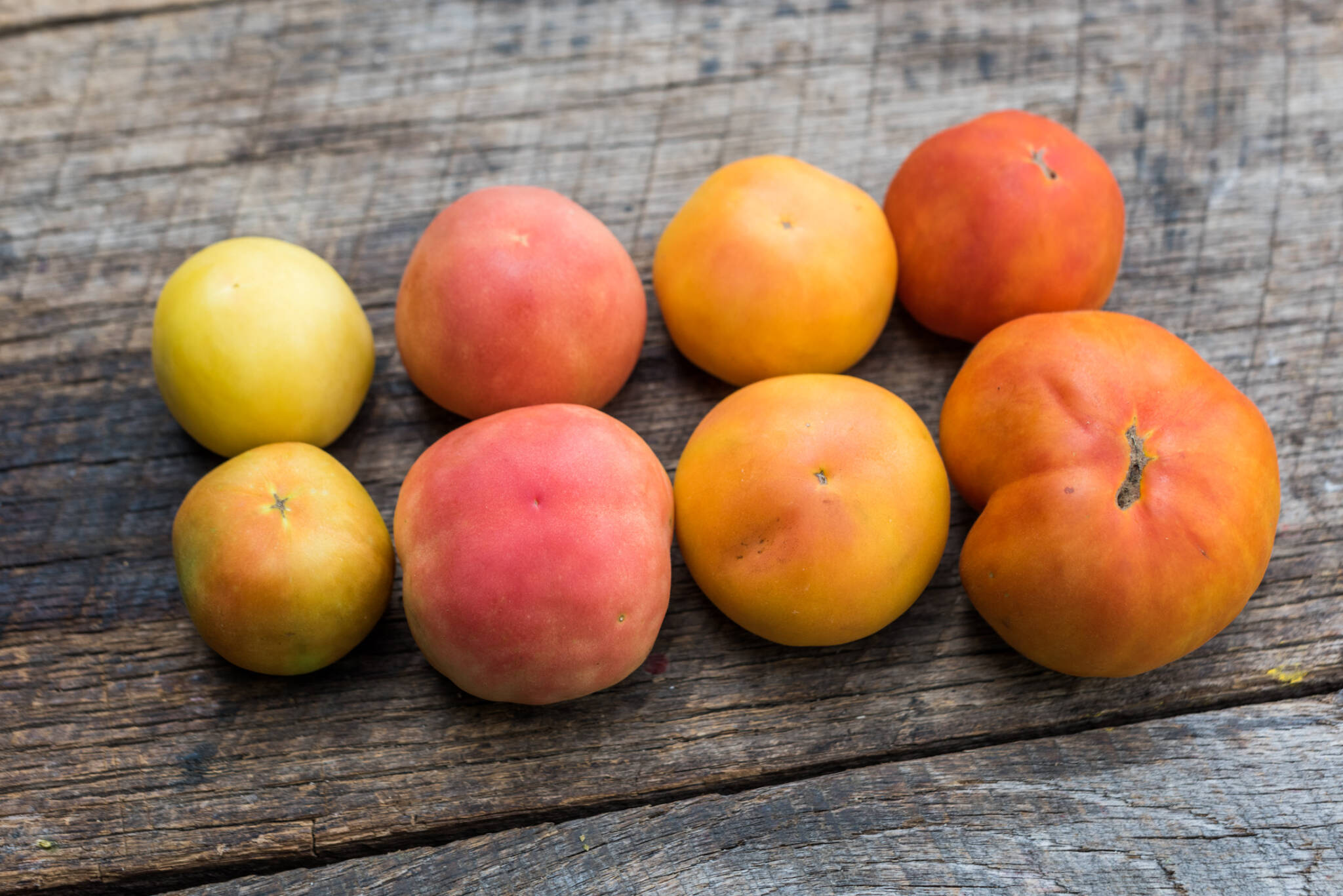 Grow What You Love: A Life of Tomatoes - Gardenista