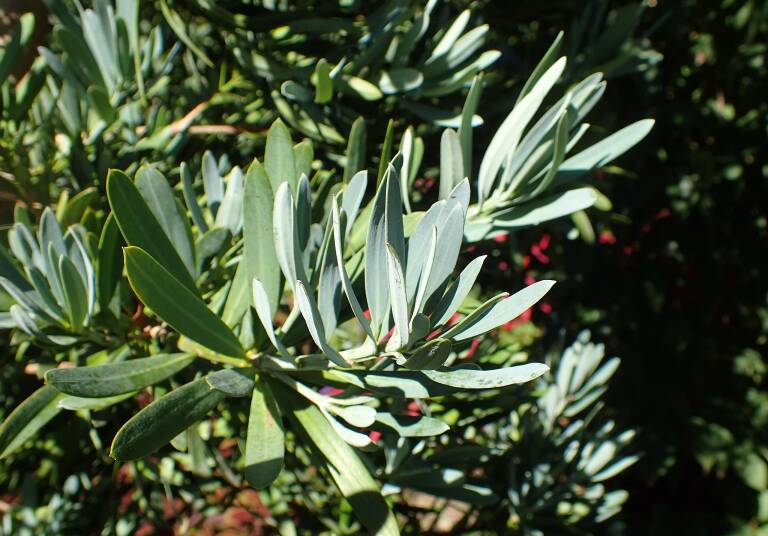 Gardening 101: Podocarpus - Gardenista