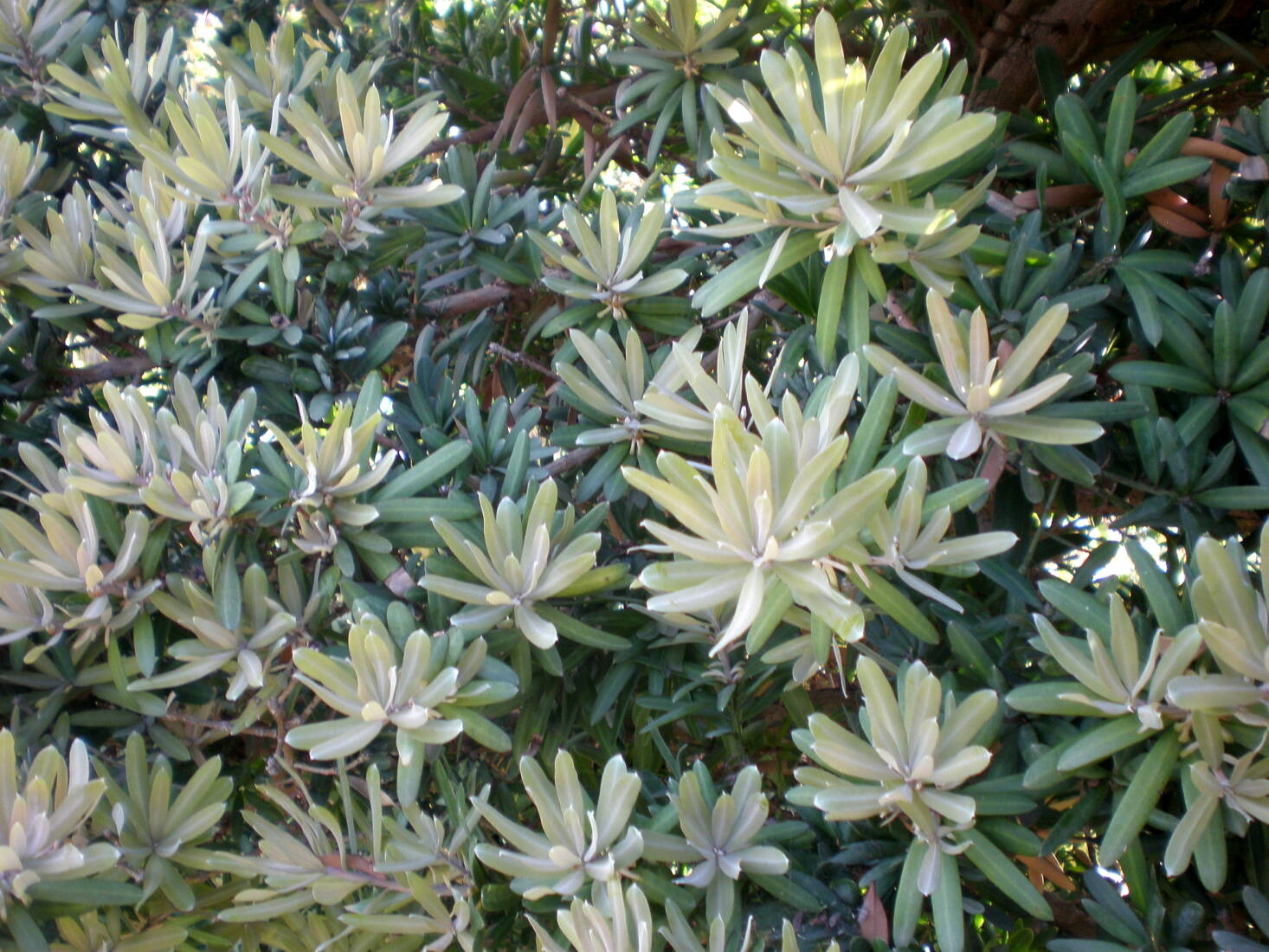 Gardening 101: Podocarpus - Gardenista