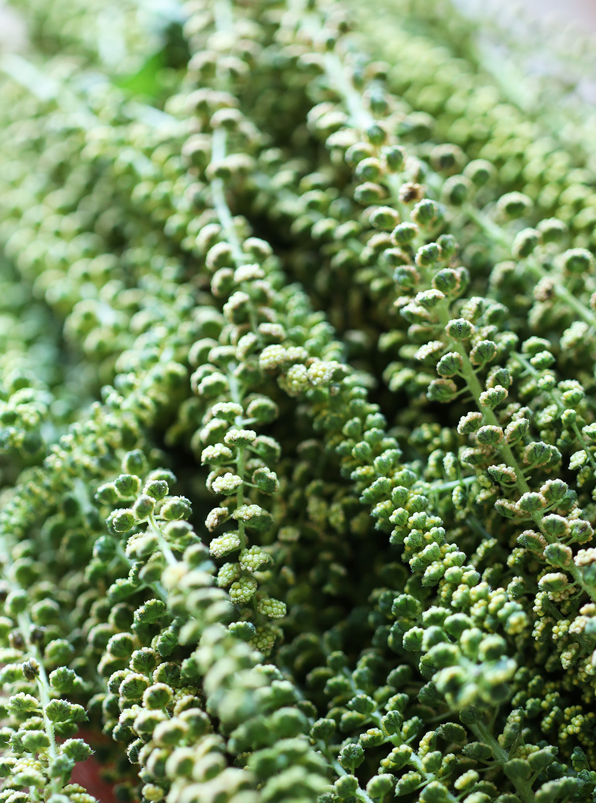 Ragweed causes fall allergies but it is is also an appealing edible