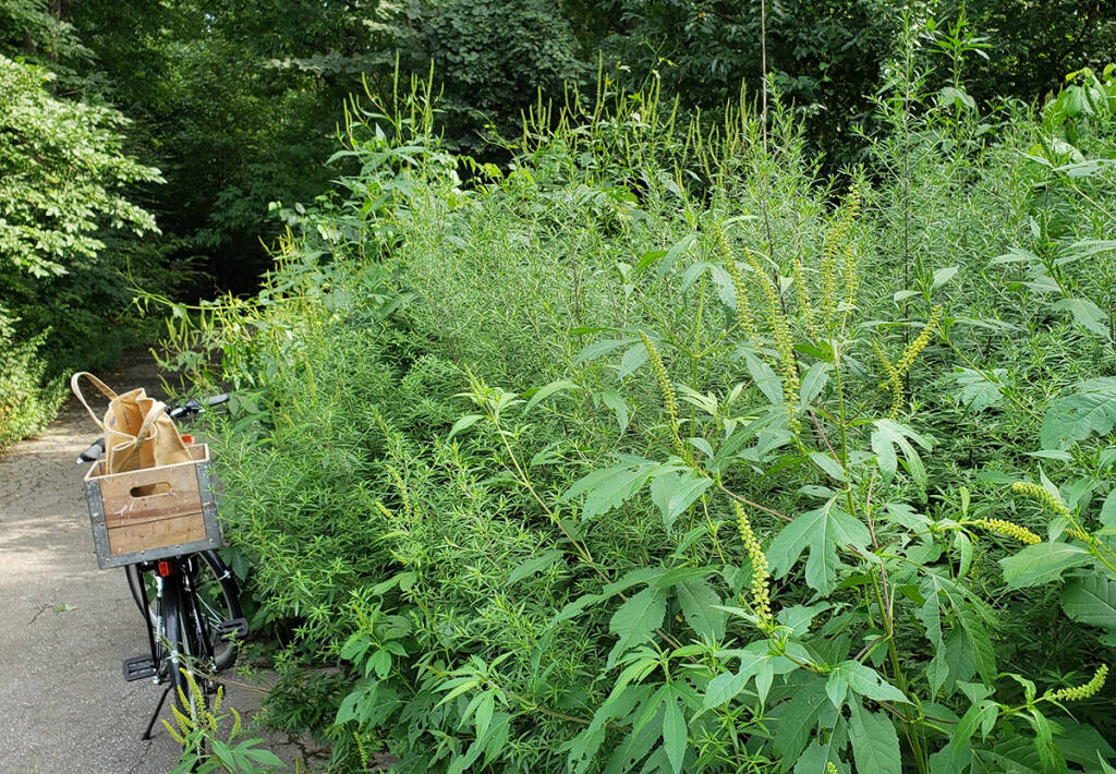 Ragweed causes fall allergies but it is is also an appealing edible