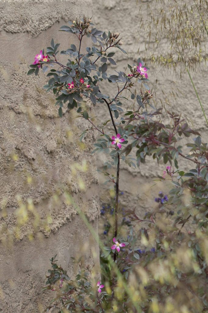 Trend Alert: Rosa Glauca for a Wilder Garden - Gardenista