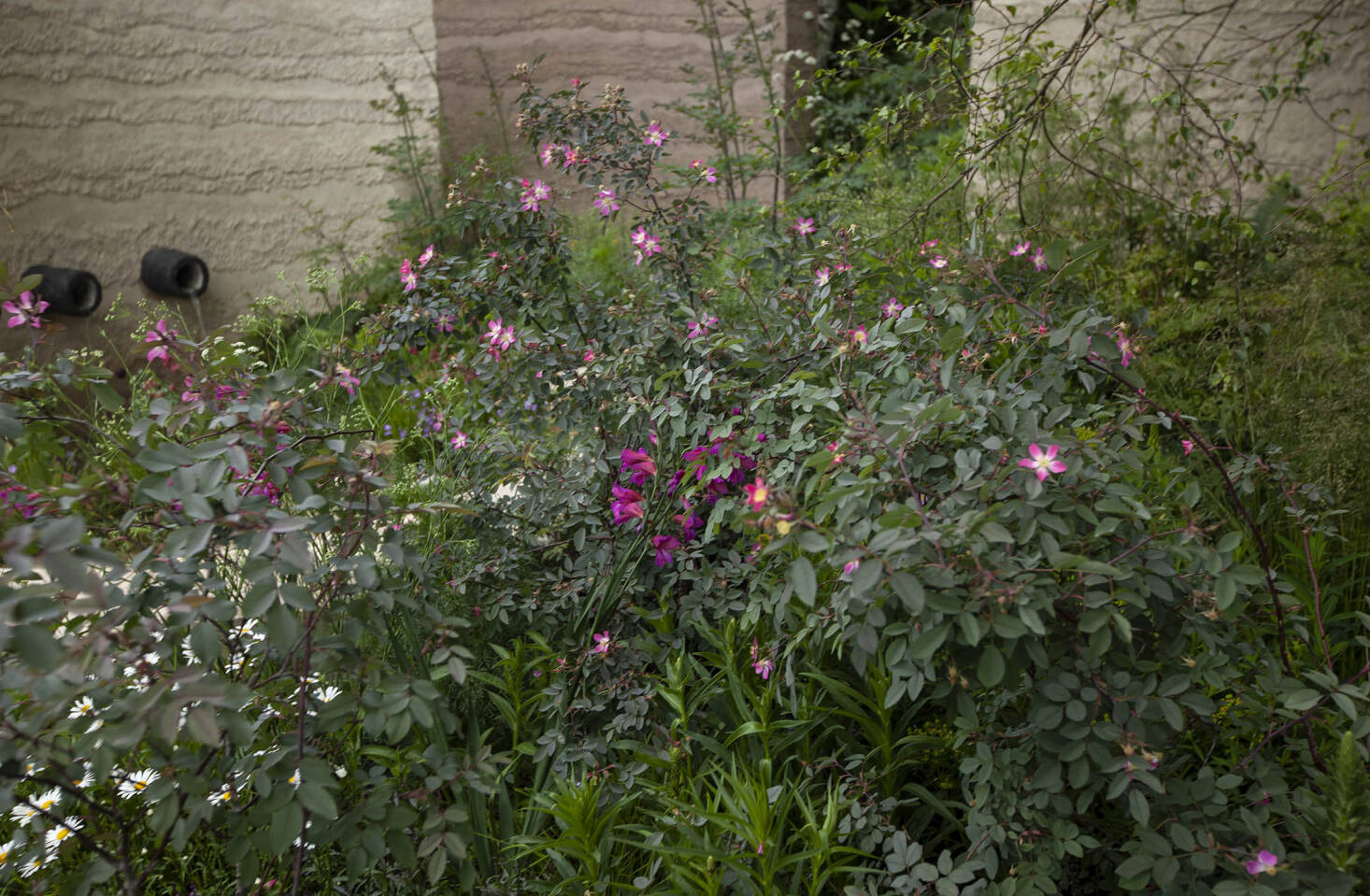 Trend Alert: Rosa Glauca for a Wilder Garden - Gardenista