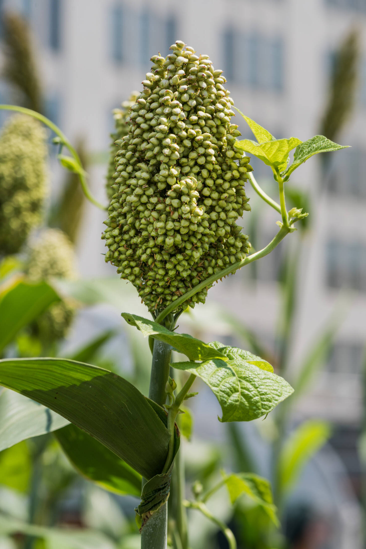 An Easy Way to Grow Sorghum, the Wonder Grain - Gardenista