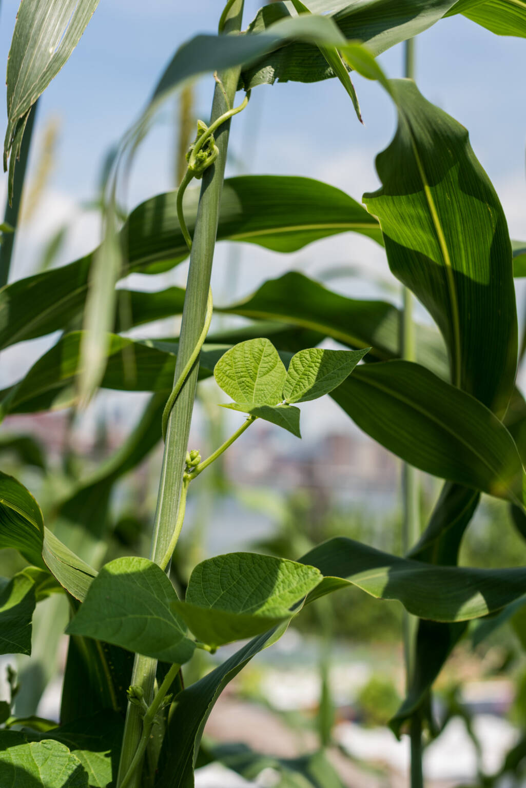 An Easy Way to Grow Sorghum, the Wonder Grain - Gardenista
