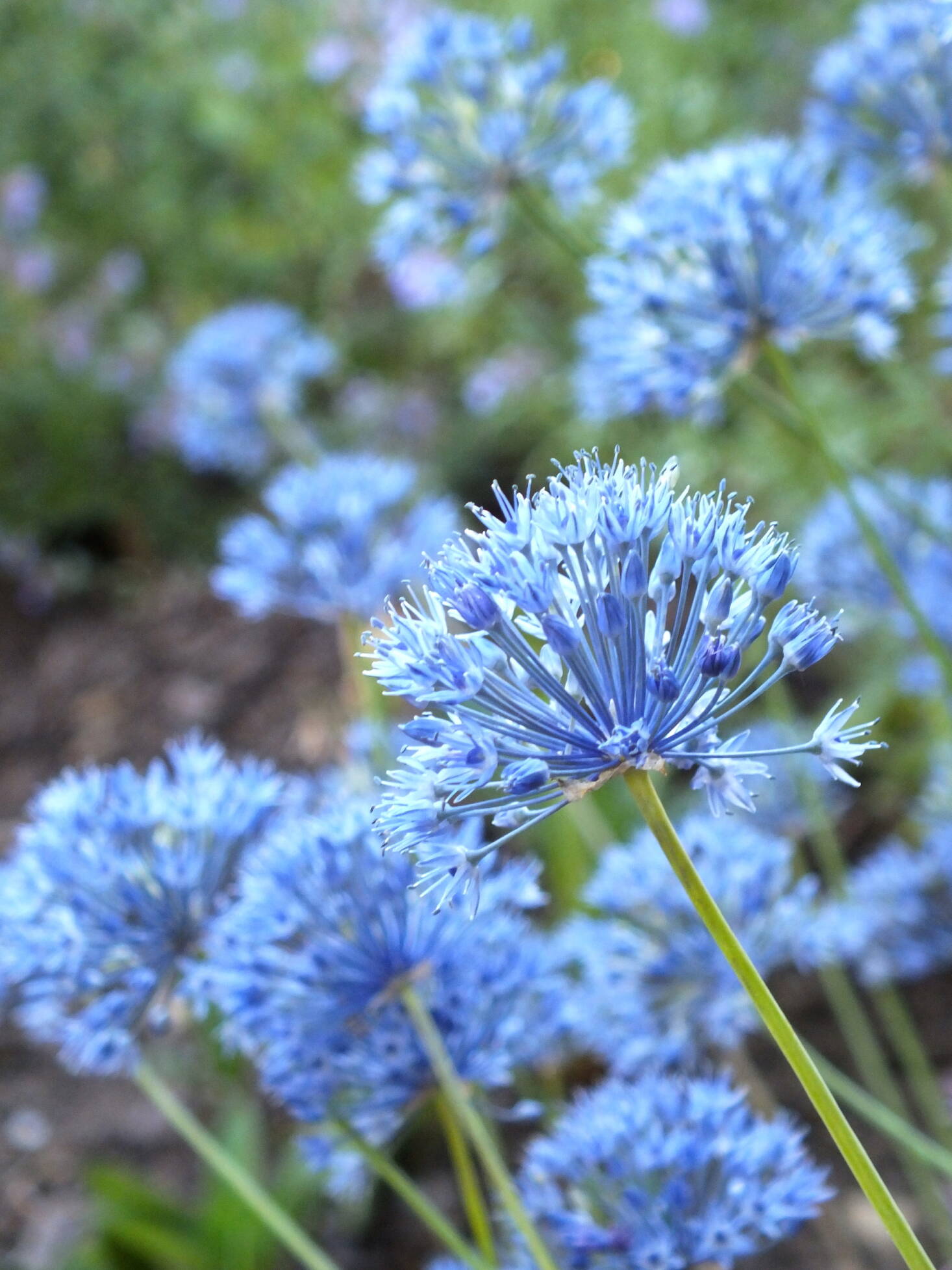 My Blue Heaven: 7 Favorite Bulbs to Plant Now for Blue Flowers in the ...