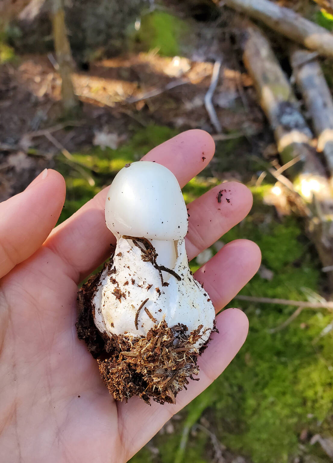 Matsutake: The Sought-After Pine Mushroom (and Its Lookalikes) - Gardenista